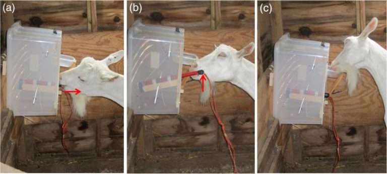 Are Goats Smart? Revealing Goat Intelligence - Goat Journal